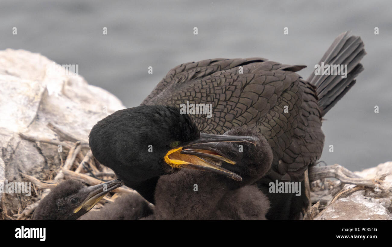 European Shag feeding chick on the nest Farne Islands, UK 2018 Stock ...