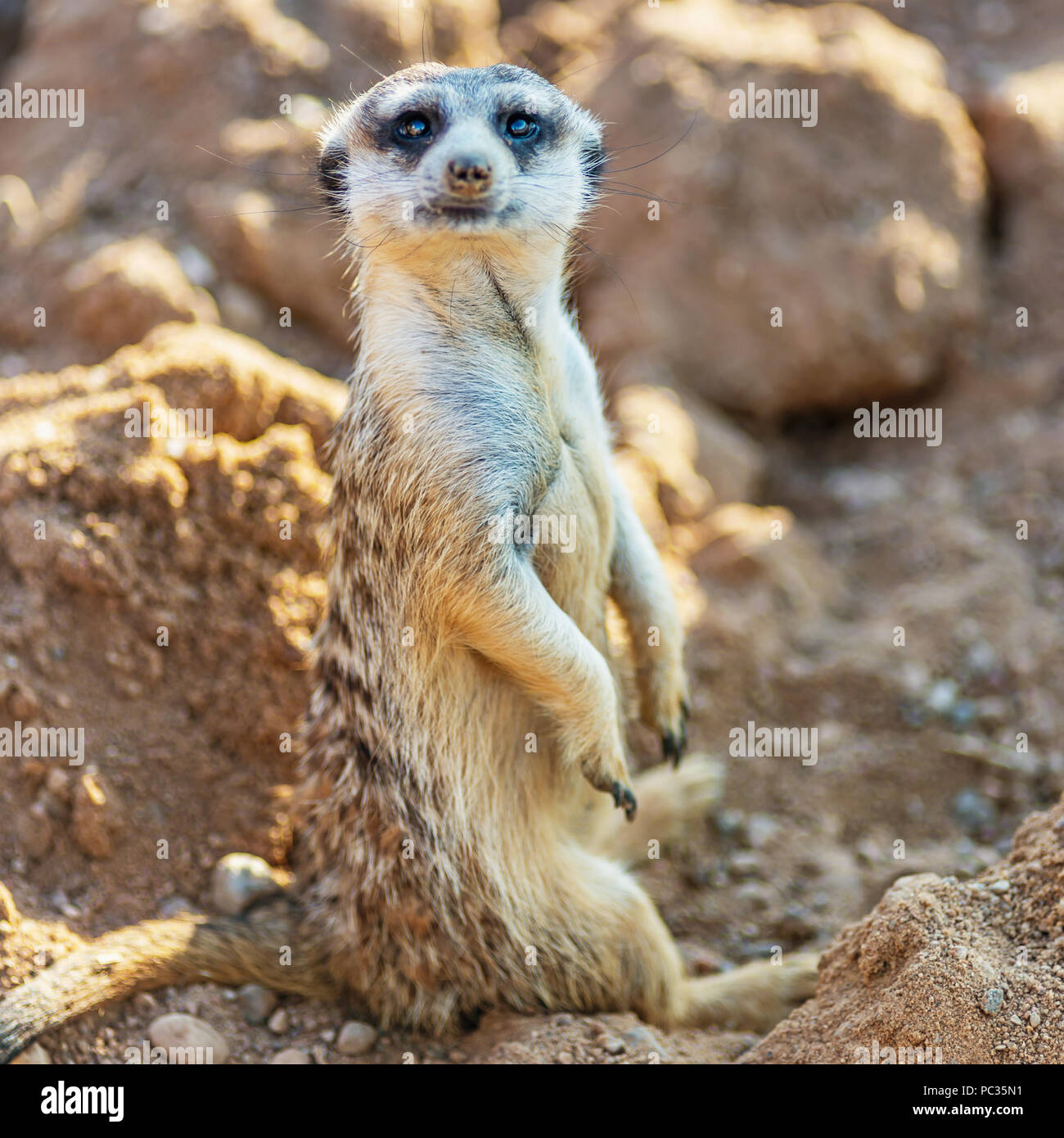 Surikat or meerkat watching straight and sitting on stones Stock Photo ...