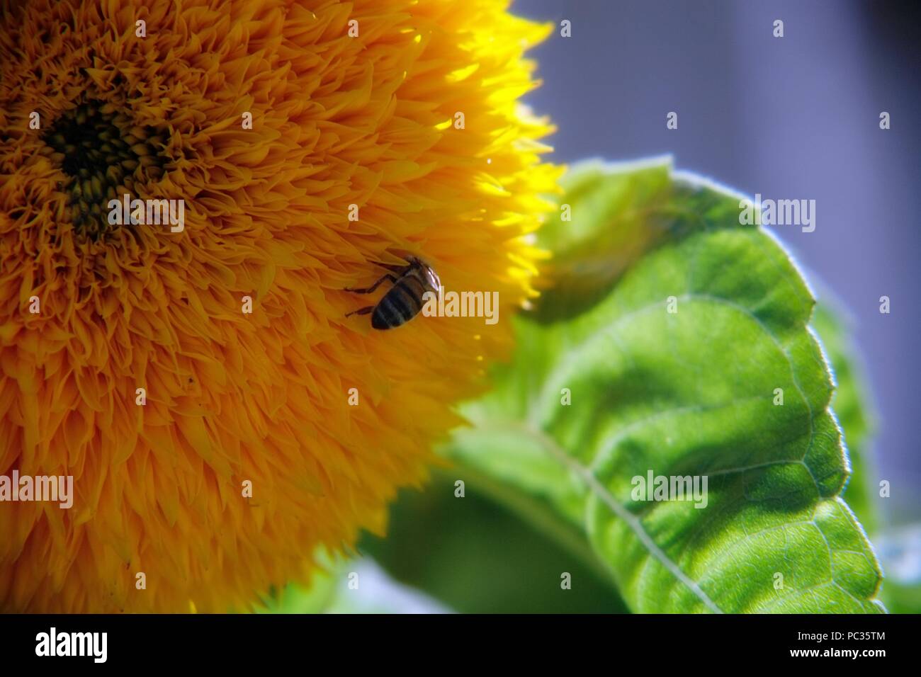 Teddy bear Sunflower Head Yellow with wasp Stock Photo - Alamy
