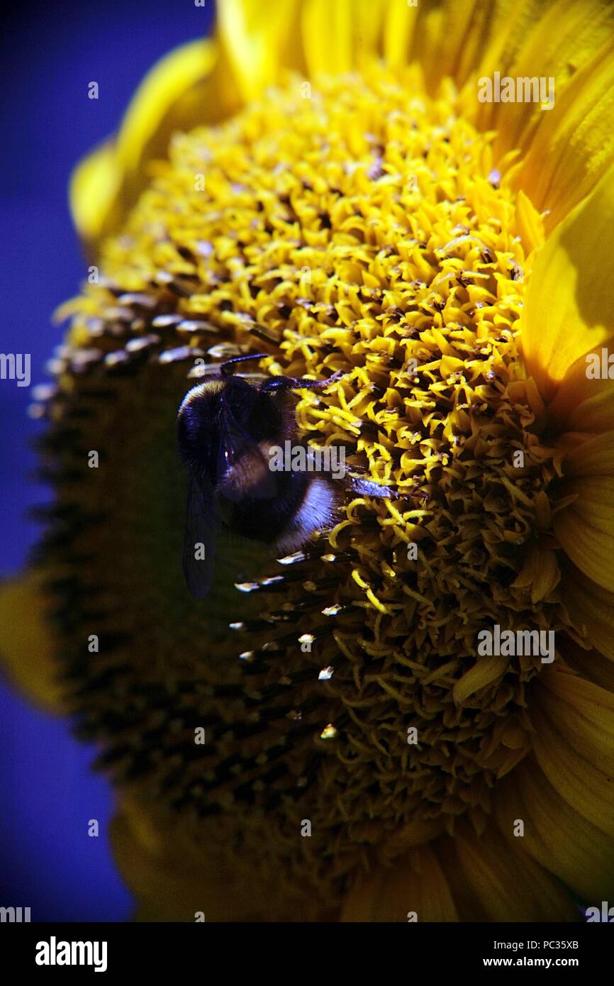 Teddy bear Sunflower Head Yellow with wasp Stock Photo - Alamy