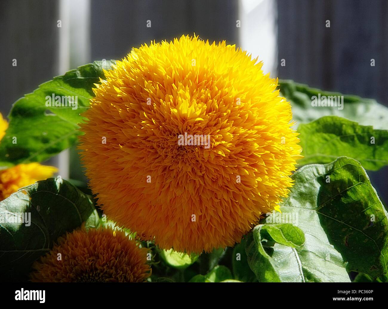Teddy Bear Sunflower Stock Photo - Alamy