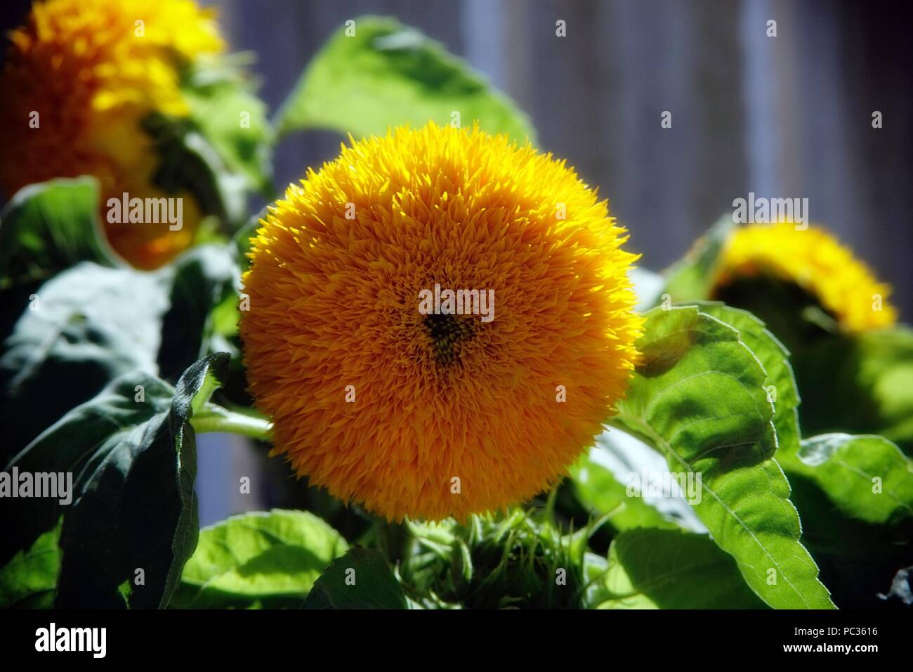 Teddy Bear Sunflower Stock Photo - Alamy