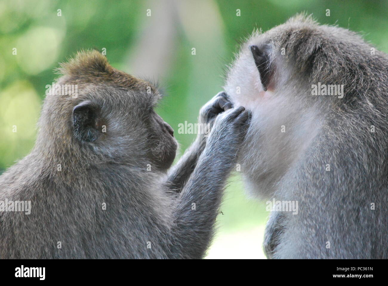 Baby monkey grooming it's mother Stock Photo - Alamy