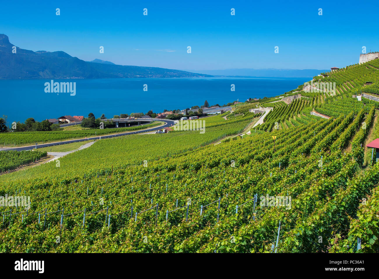 Vineyards on lac leman hi-res stock photography and images - Alamy