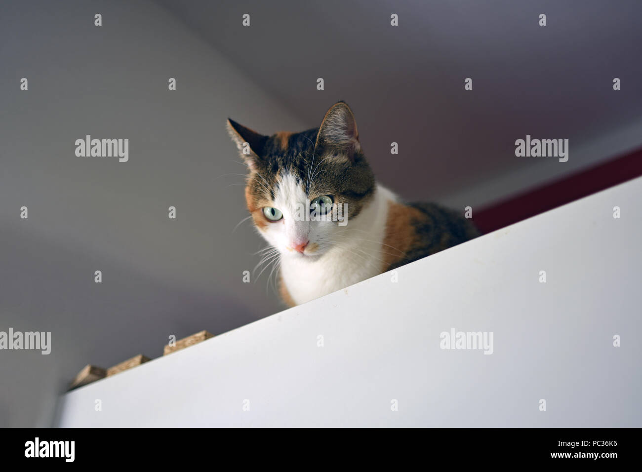 Cat looking down from shelf Stock Photo - Alamy