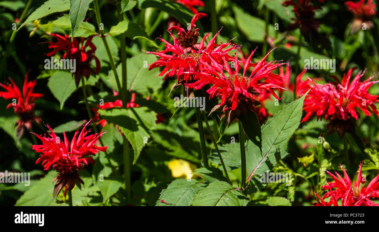 bright red flowers of Monarda or Bee Balm in perennial garden Stock ...