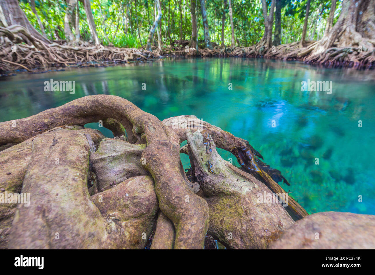 Wooden bridge to the jungle, Tha pom mangrove forest, Krabi,Thailand ...