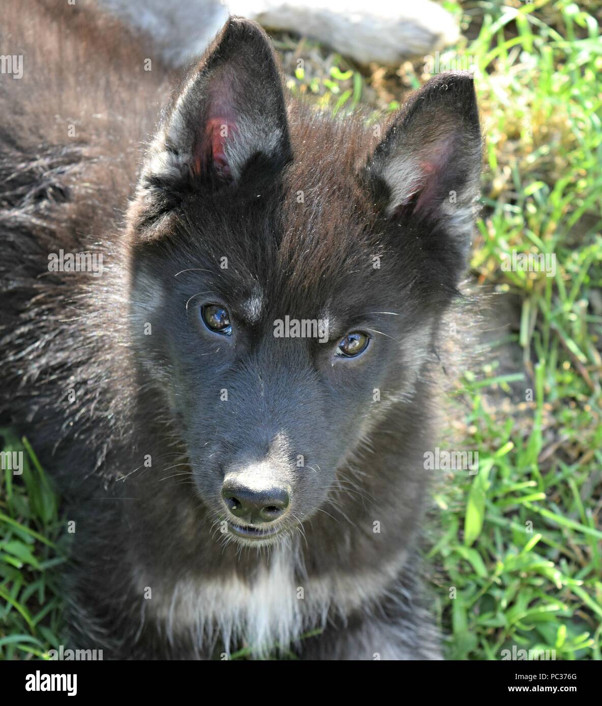 black dirty faced siberian husky Stock Photo - Alamy