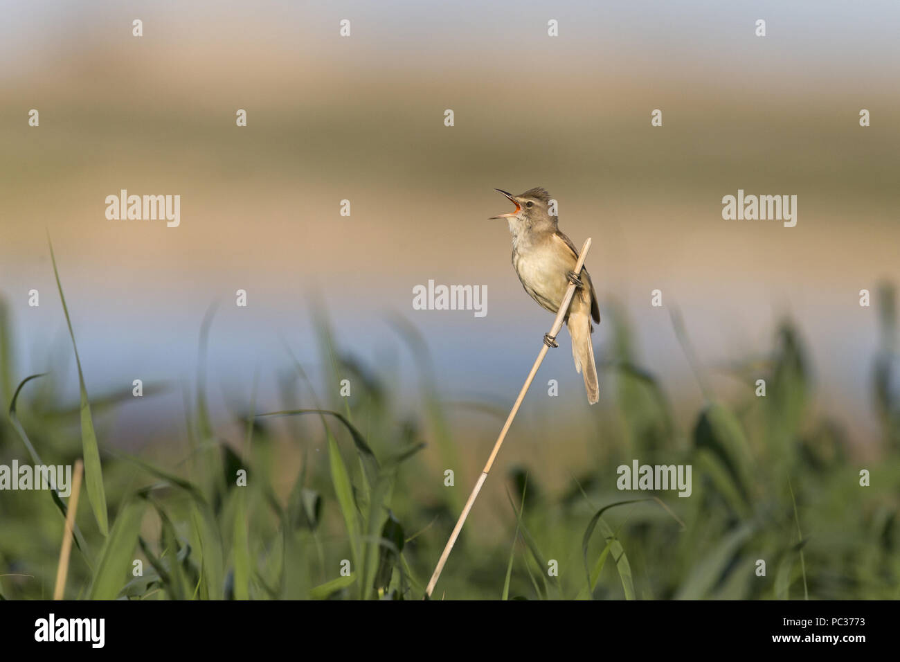 Great Reed Warbler (Acrocephalus arundinaceus) adult male, singing ...