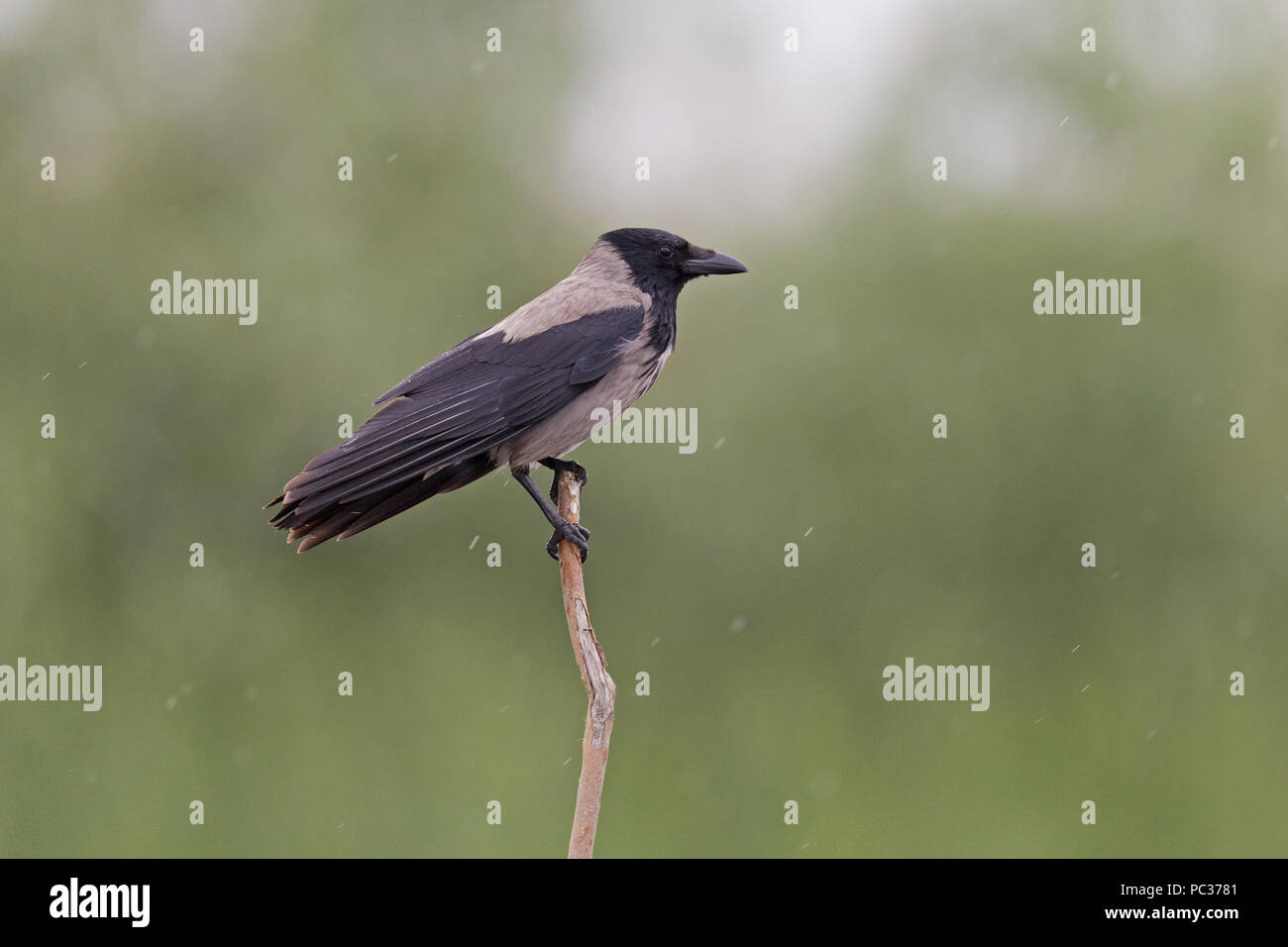Wet crow in rain hi-res stock photography and images - Alamy