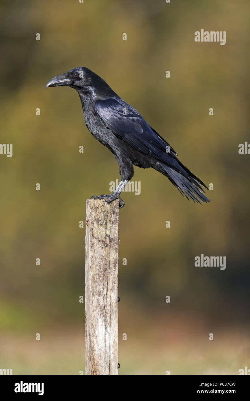 Common Raven (Corvus corax) adult, standing on post with background of ...