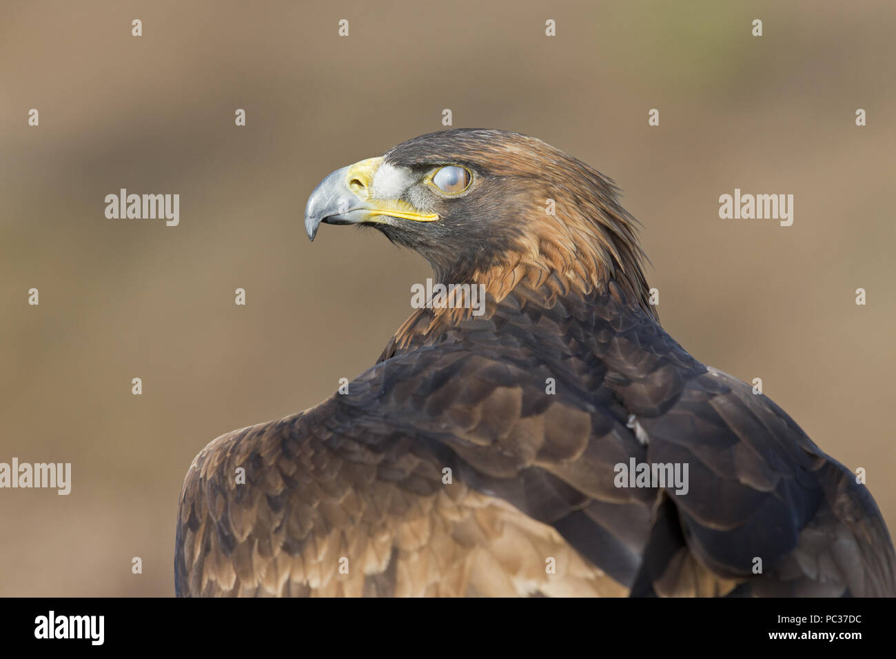 Golden Eagle (Aquila chrysaetos) adult, close up of head with closed ...