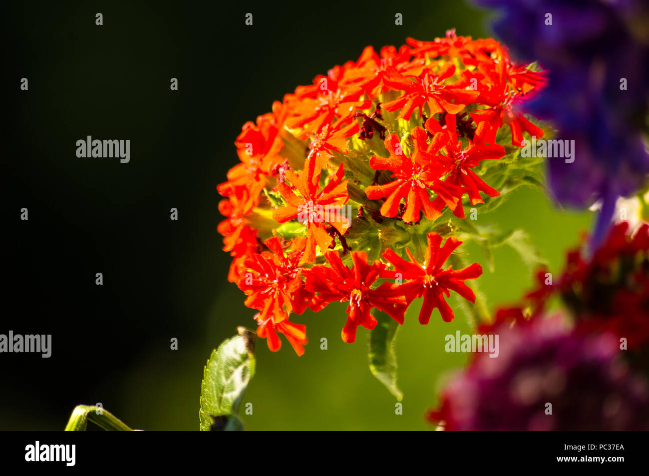 a colorful bouquet of bright spring flowers of various types, close-up ...