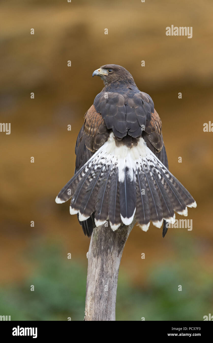 Harris' Hawk (Parabuteo unicinctus) juvenile, perched on branch in ...