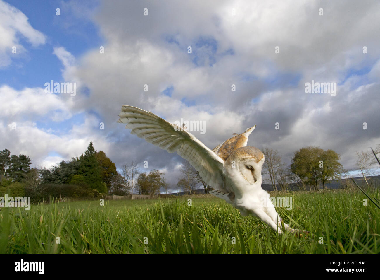 Barn Owl (Tyto alba) adult, flying, diving on prey in grassland ...