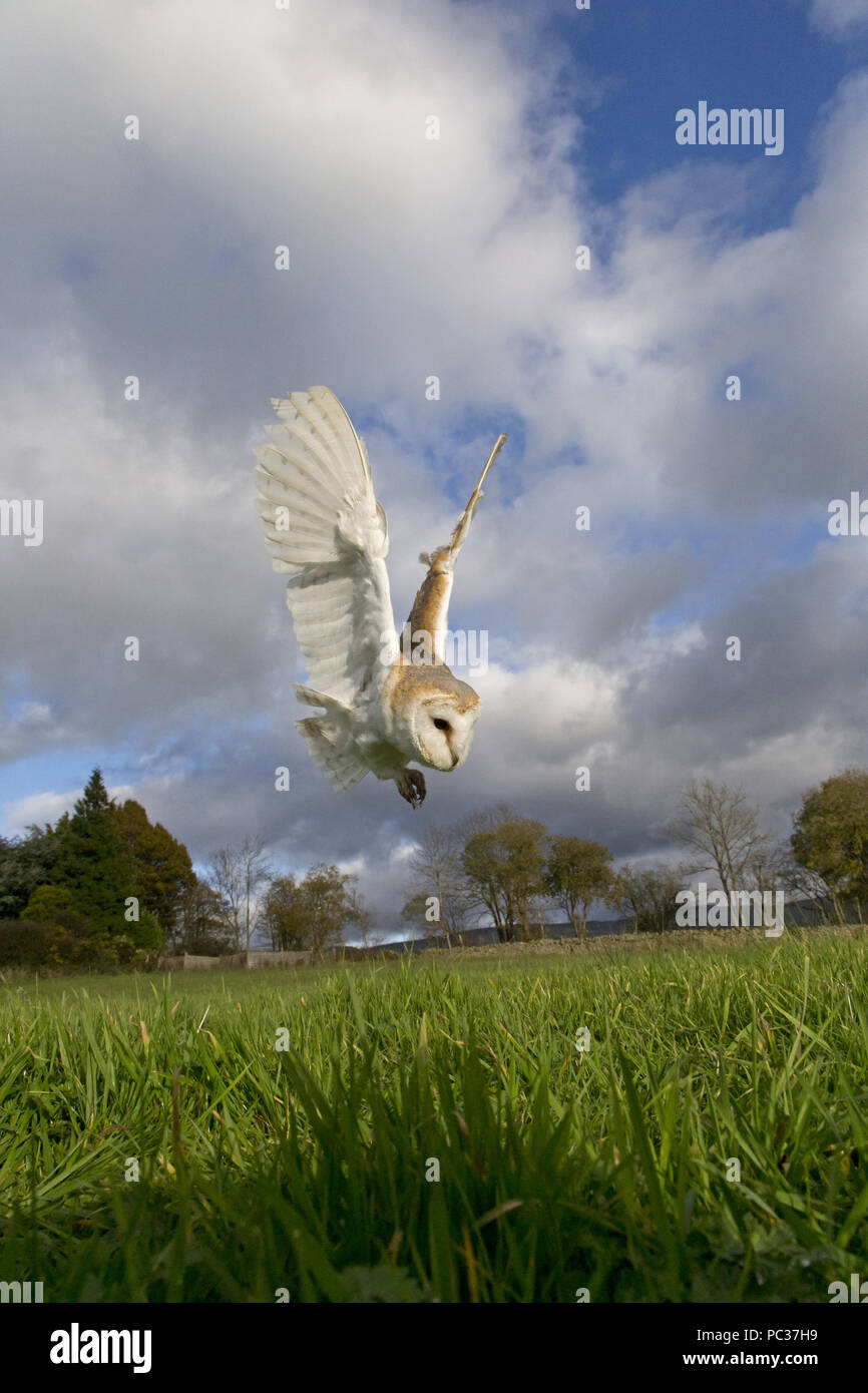 Barn Owl (Tyto alba) adult, flying, diving on prey in grassland ...