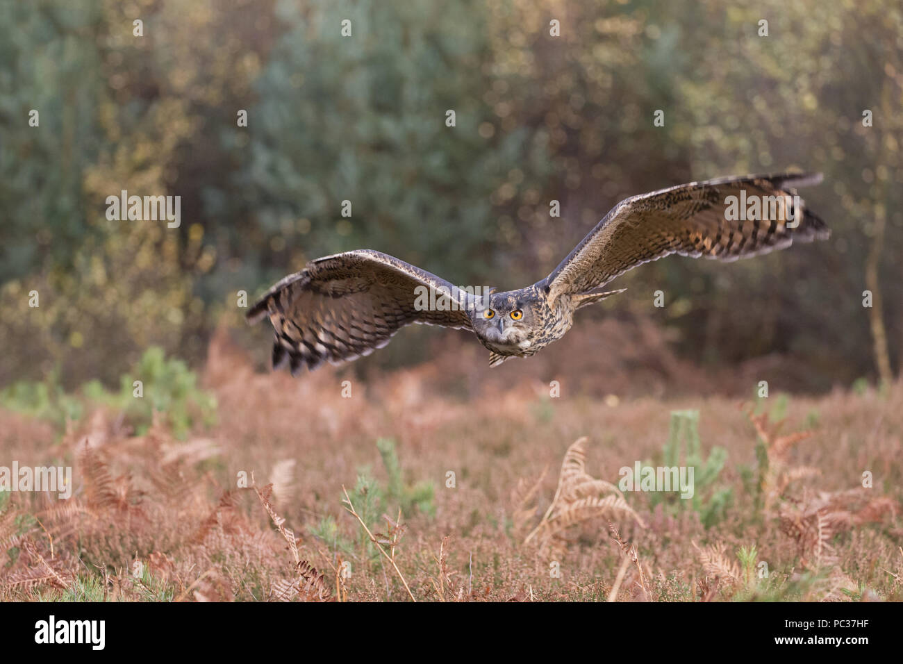 Eurasian Eagle Owl (Bubo bubo) adult, flying in woodland, Suffolk ...