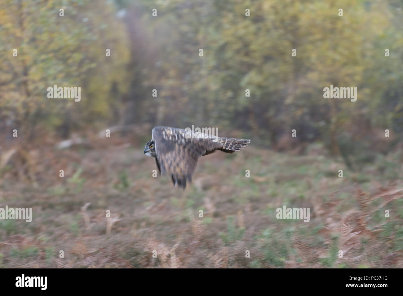 Eurasian Eagle Owl (Bubo bubo) adult, flying in woodland, Suffolk ...