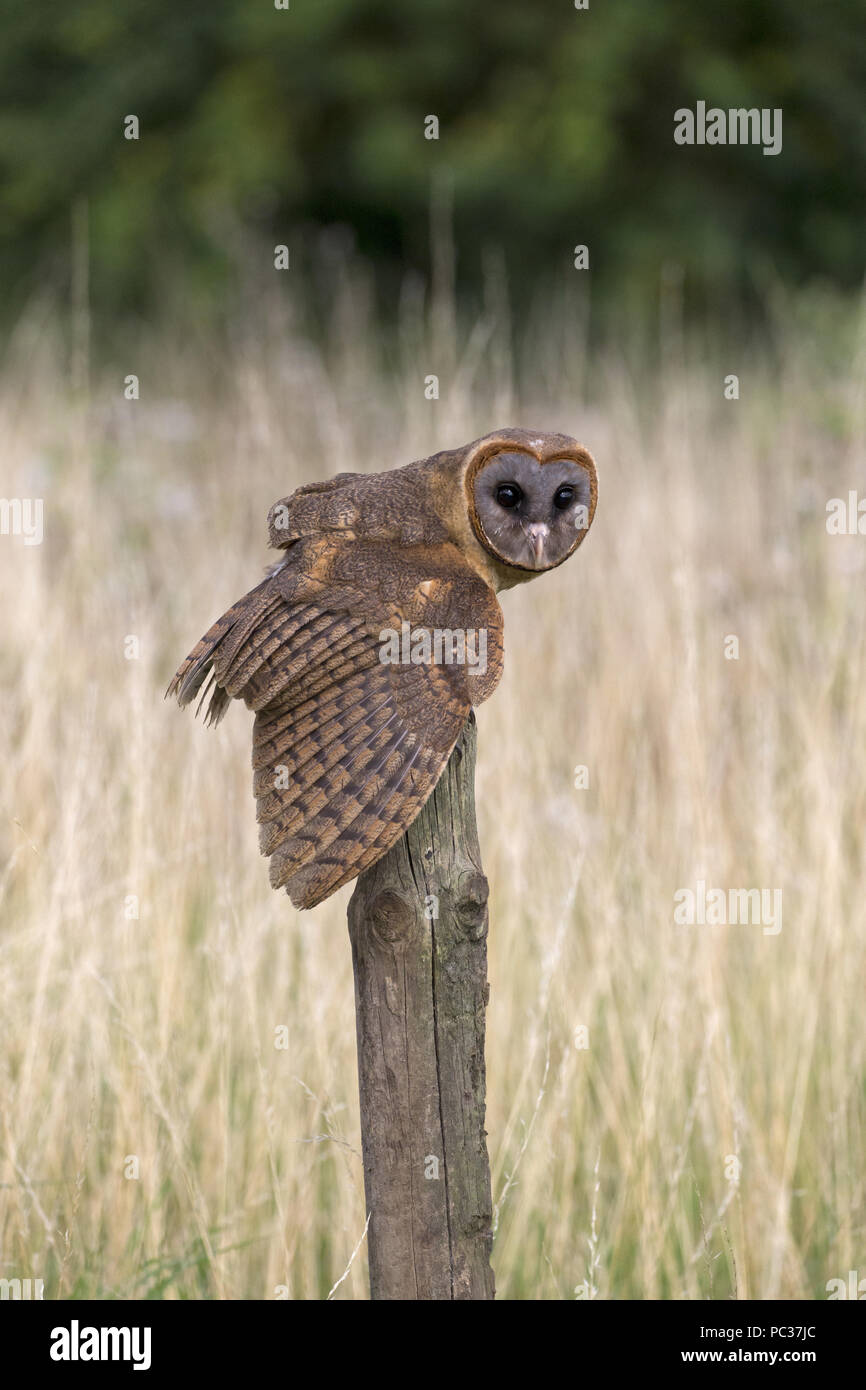 Ashy faced owl hi-res stock photography and images - Alamy