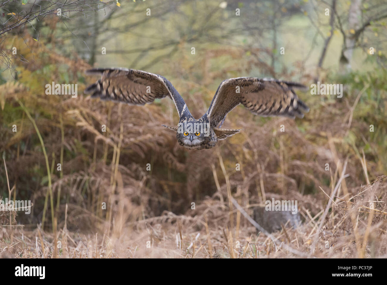 Eurasian Eagle Owl (Bubo bubo) adult, flying in woodland, Suffolk ...