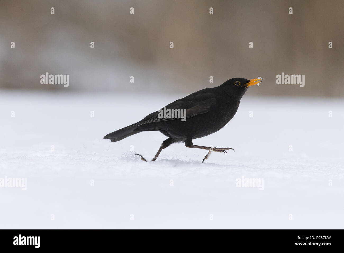 Male blackbird running hi-res stock photography and images - Alamy