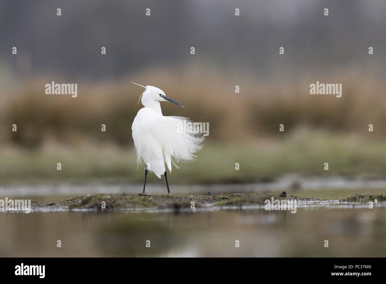 Little Egret (Egretta garzetta) adult, breeding plumage, standing at ...