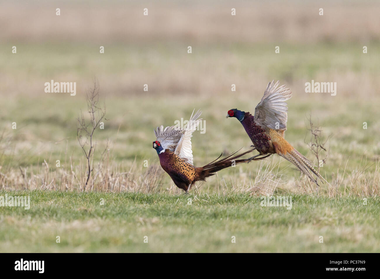 Fighting pheasants hi-res stock photography and images - Alamy