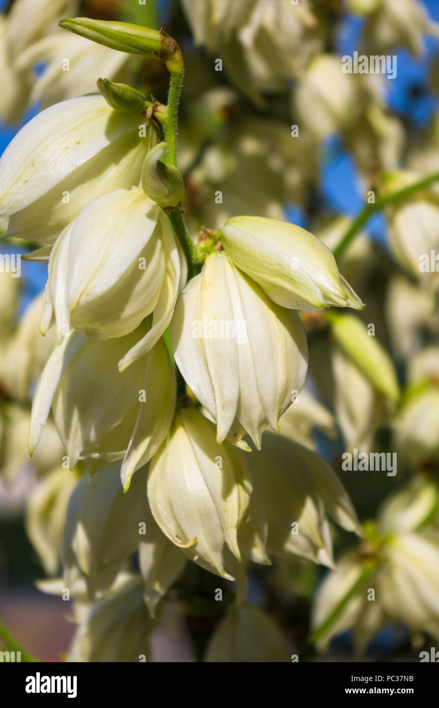 White Yucca filamentosa bush flowers, Adams needle, Spanish bayonet ...
