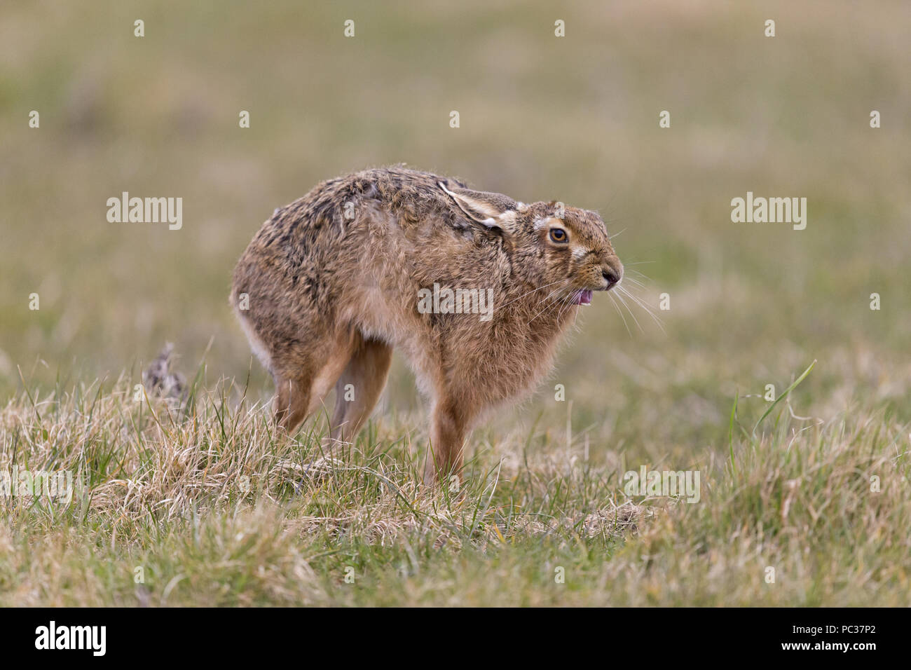 European Hare (Lepus europeaus) adult, standing up stretching in grass ...
