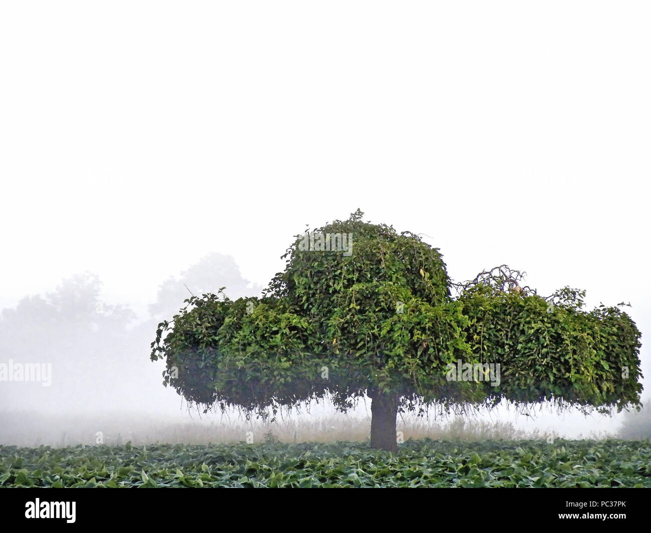 Hazy green leaf hi-res stock photography and images - Alamy