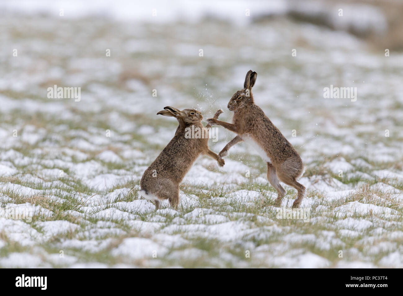 European Hare (Lepus europeaus) adult pair, 'boxing', female fighting ...