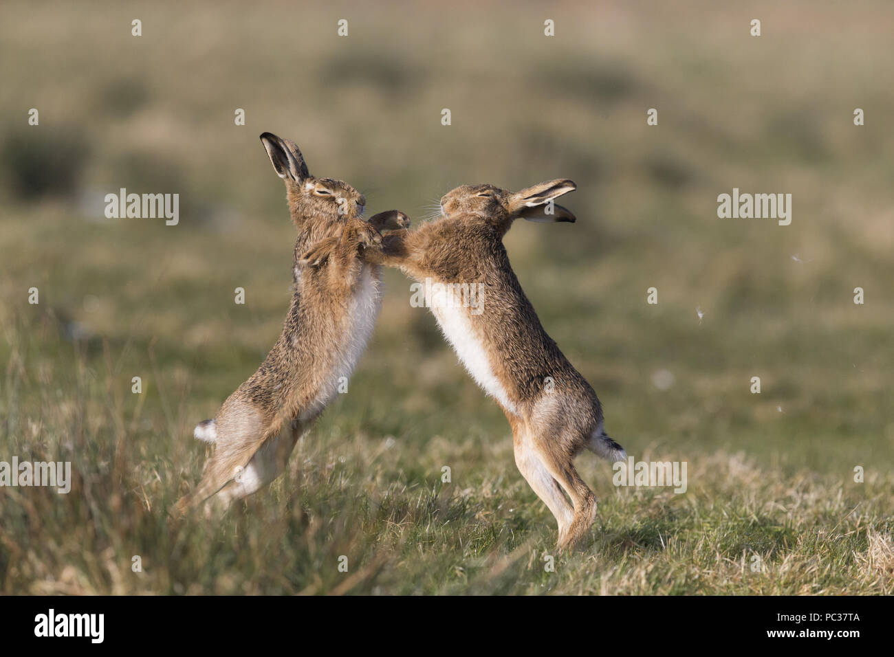 European Hare (Lepus europeaus) adult pair, 'boxing', female fighting ...