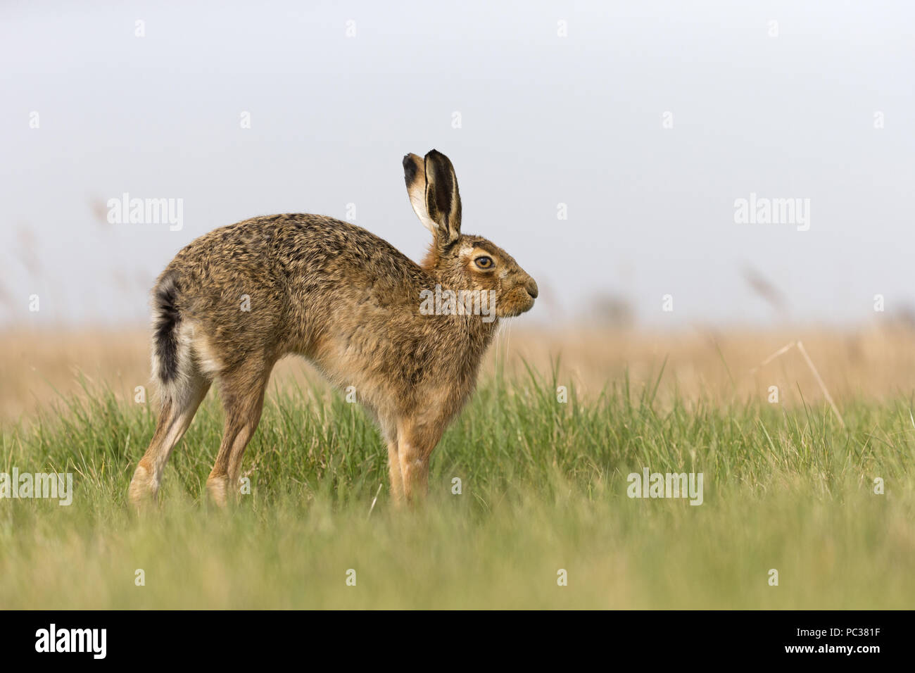 European Hare (Lepus europeaus) adult, stretching in grass field ...