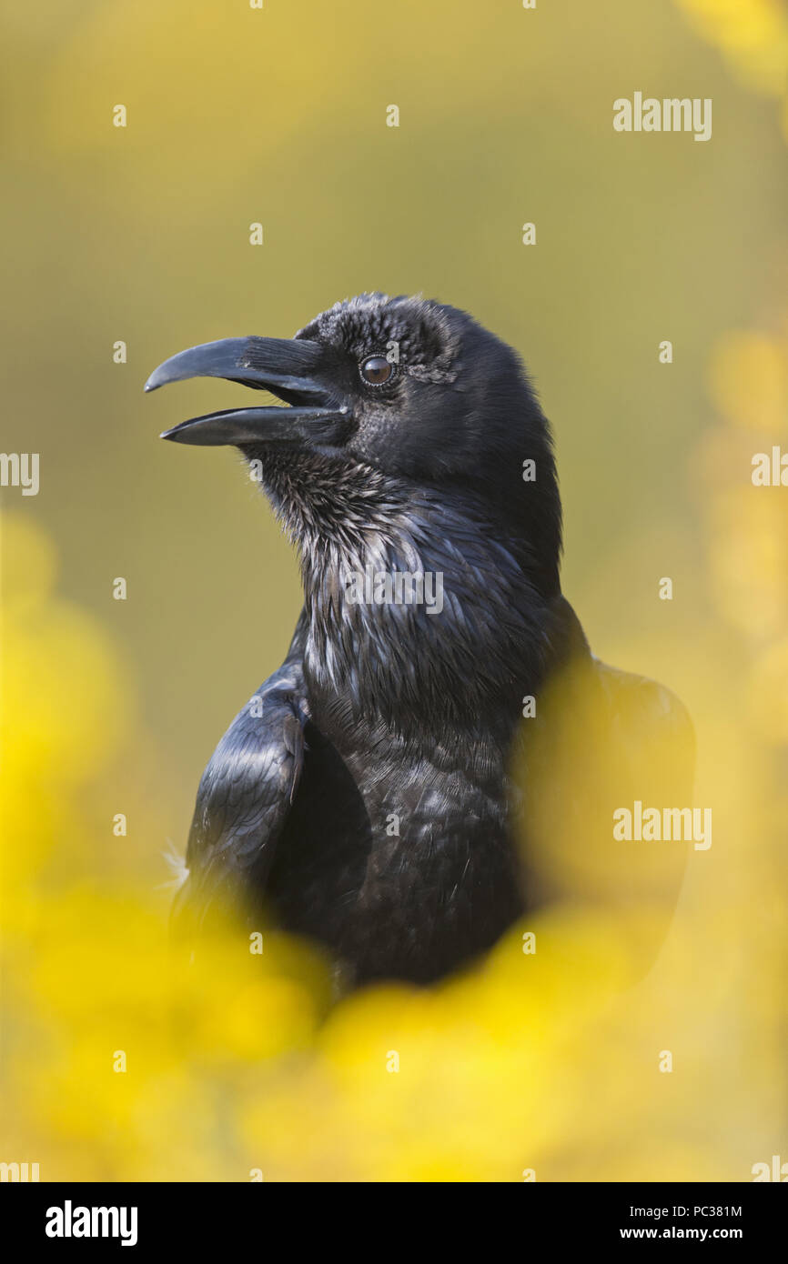 Adult raven corvus corax perched hi-res stock photography and images ...