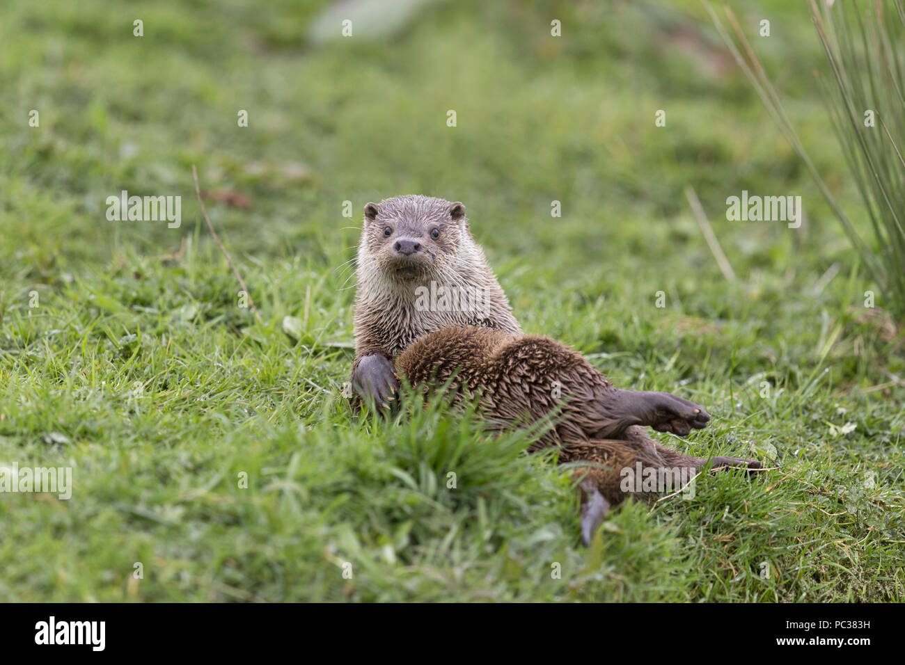 Otter uk back hi-res stock photography and images - Alamy