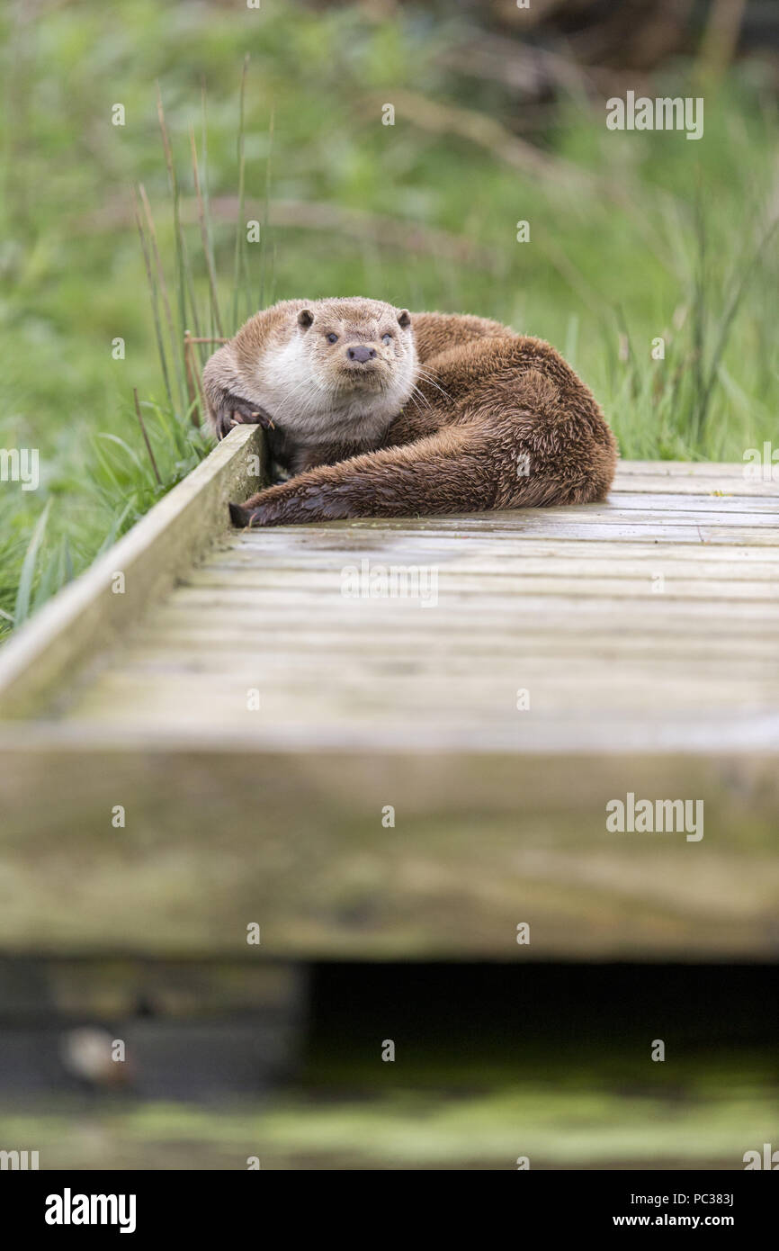 Eurasian Otter ( Lutra lutra) adult, resting on jetty, Devon, England ...