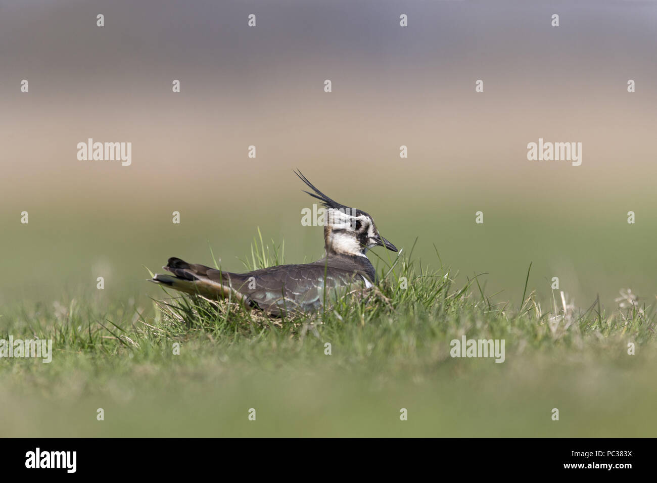 Lapwing uk nests hi-res stock photography and images - Alamy