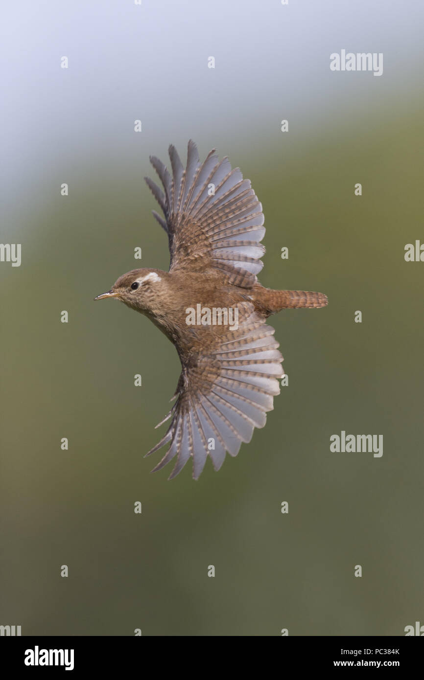 Wren Flying Stock Photos & Wren Flying Stock Images - Alamy
