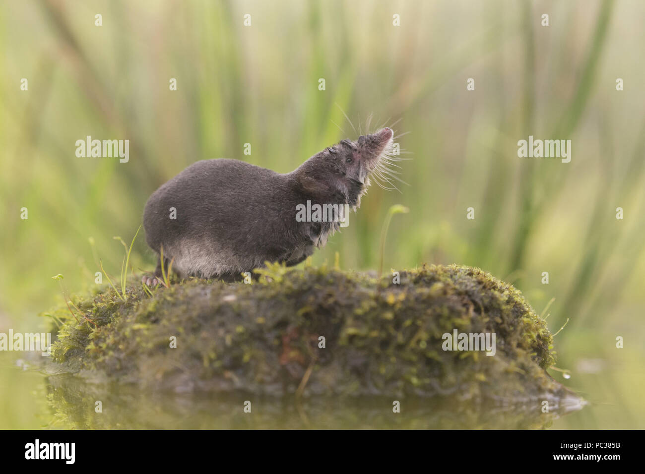Water Shrew Britain
