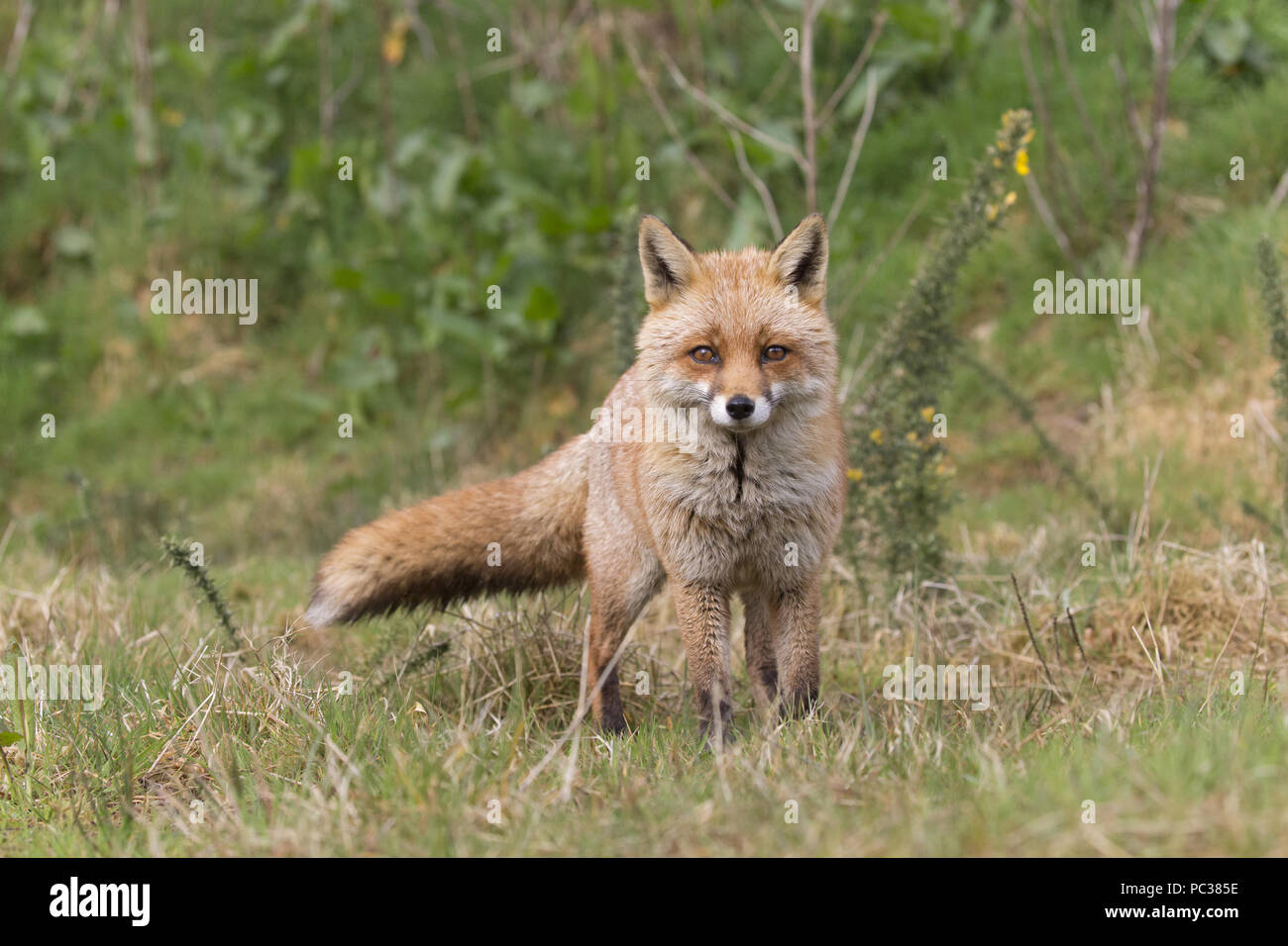 Red Fox (Vulpes vulpes) adult female, standing on grass, Devon, England ...