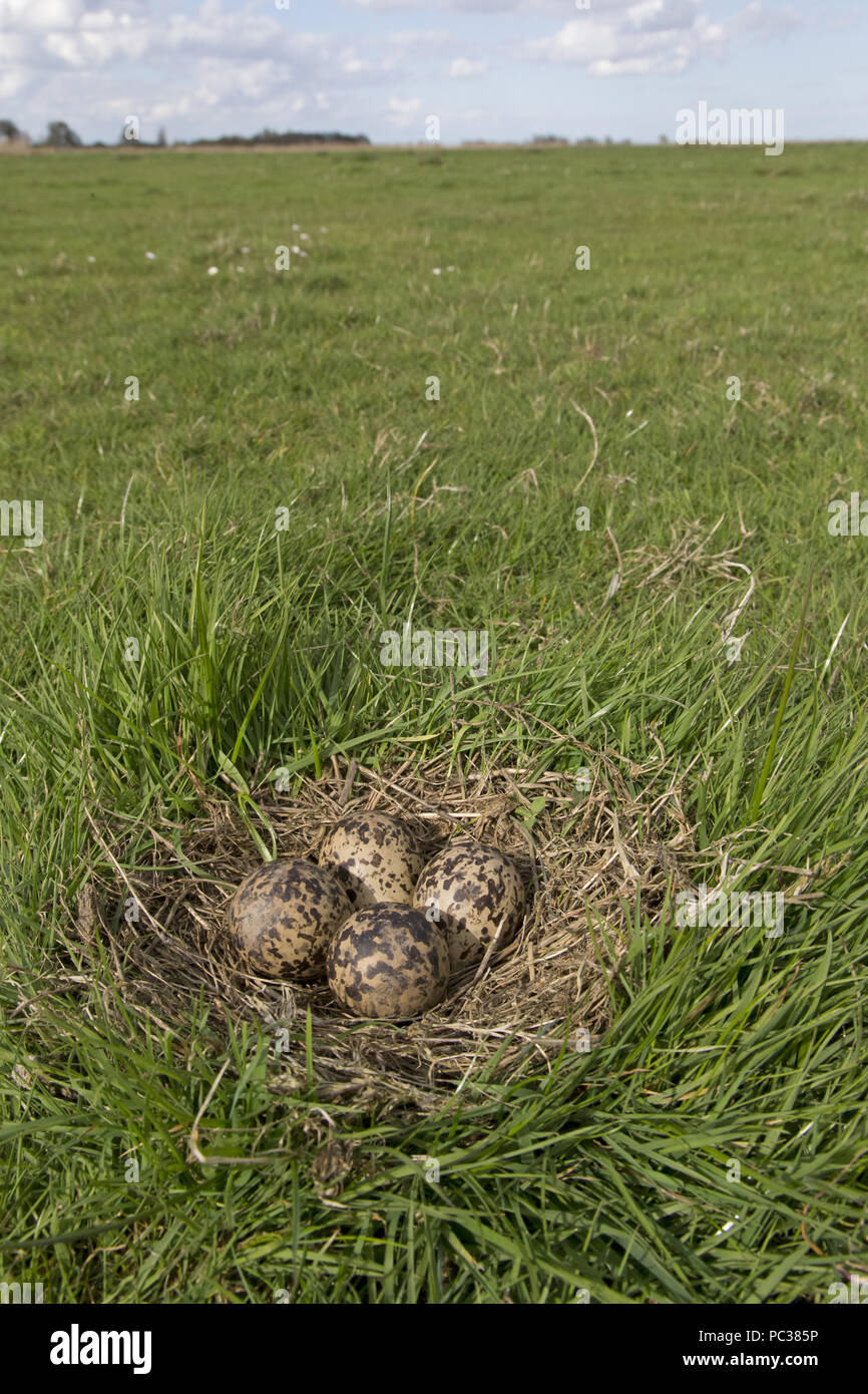Lapwing nest eggs northern lapwing hi-res stock photography and images ...