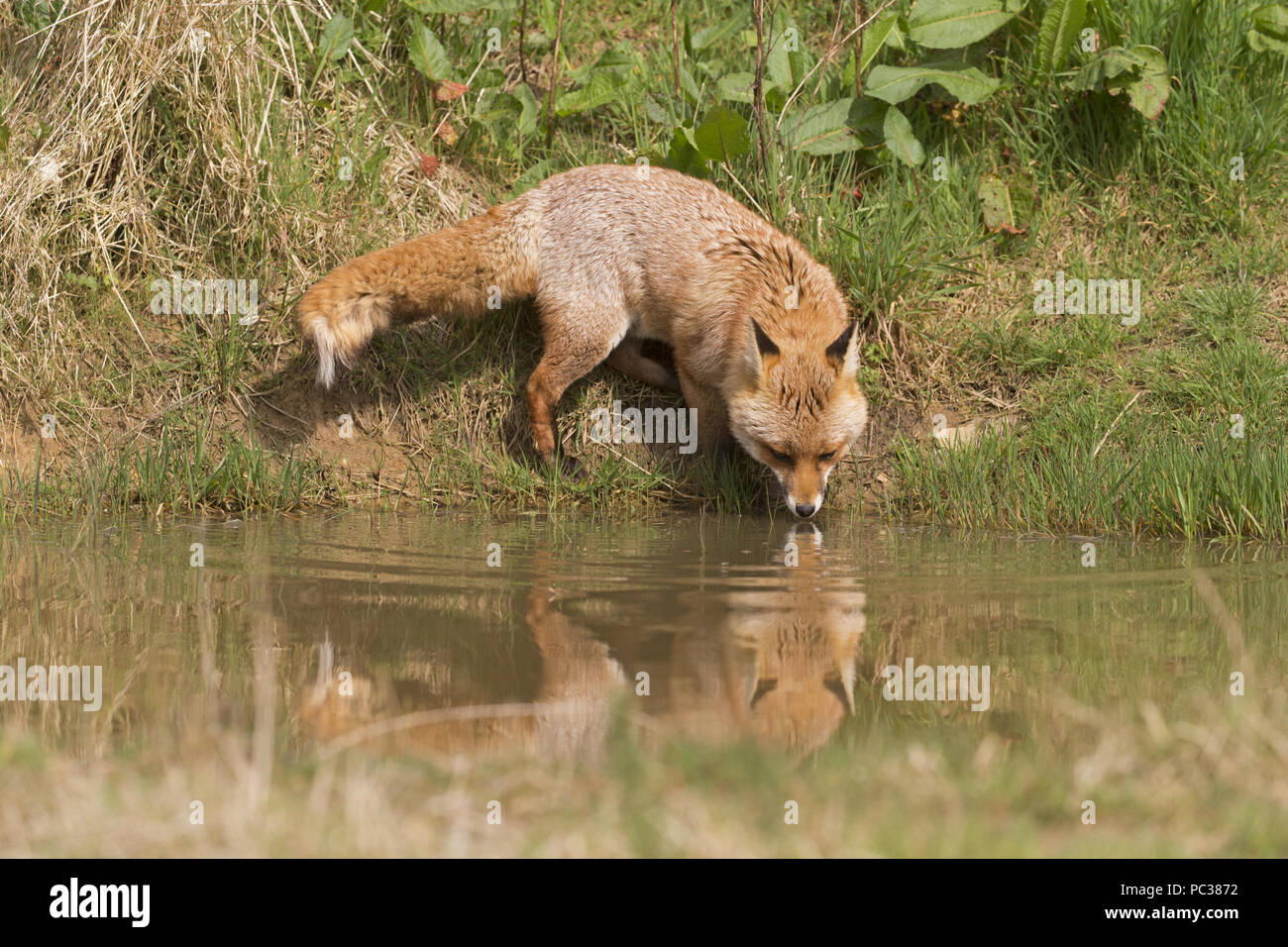 Red Fox (Vulpes vulpes) adult female, standing at waters edge, drinking ...