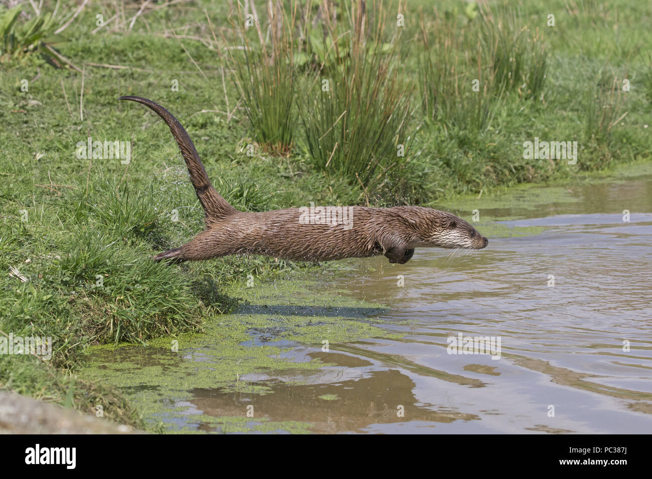 Eurasian Otter ( Lutra lutra) adult, jumping into water, Devon, England ...