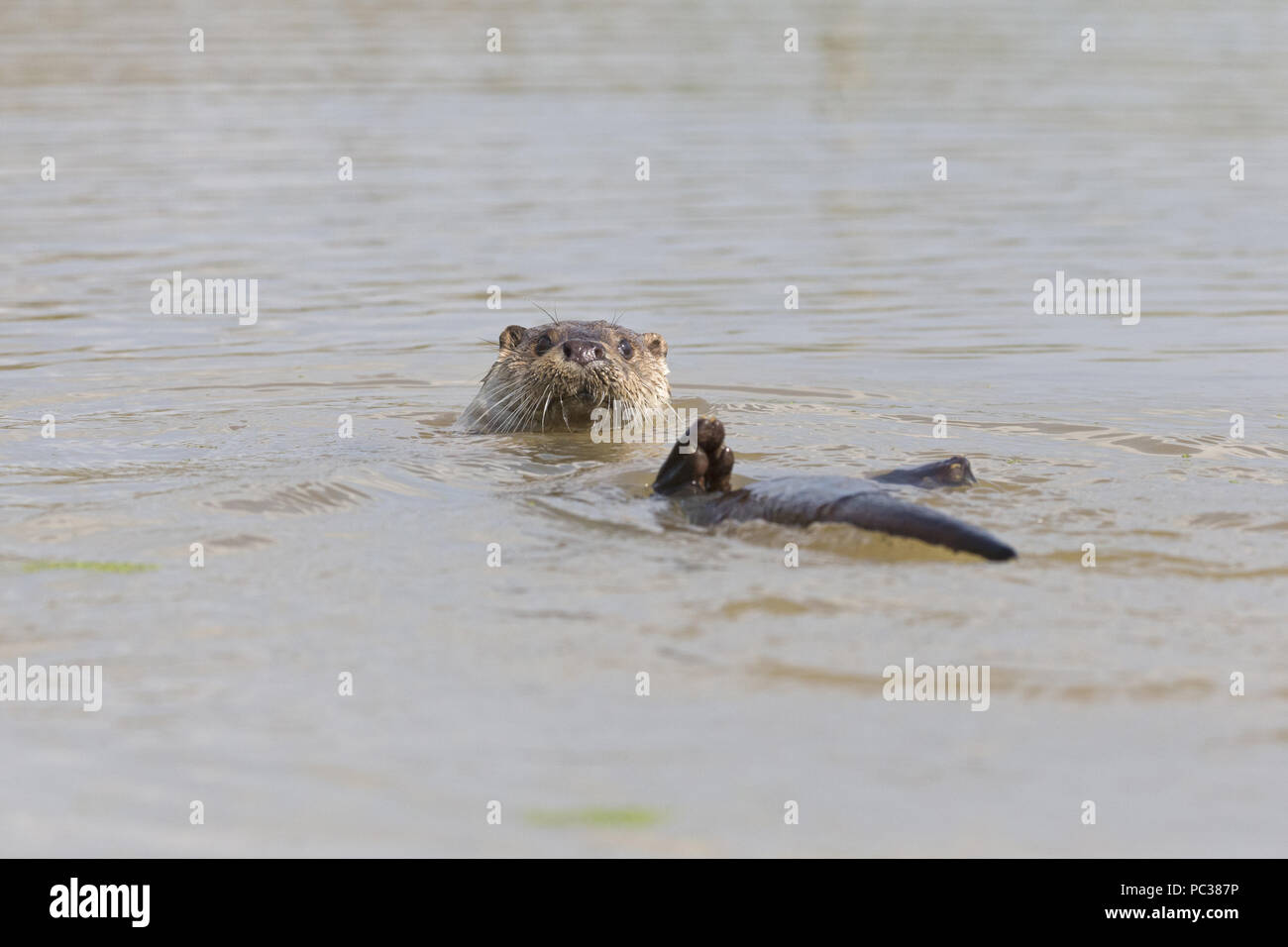 Otter uk back hi-res stock photography and images - Alamy