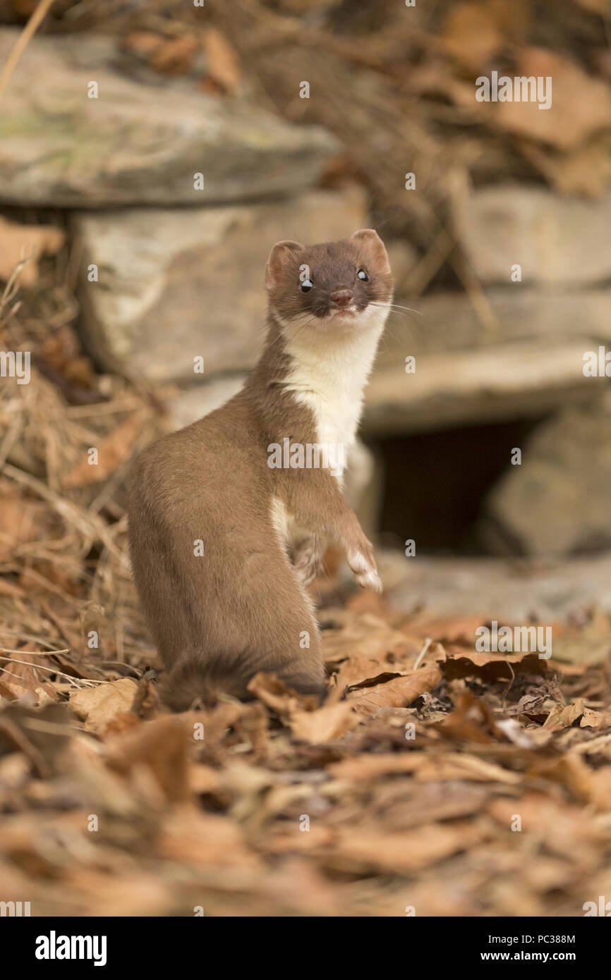 Stoat (Mustela erminea) adult, standing among leaf litter, England, UK ...