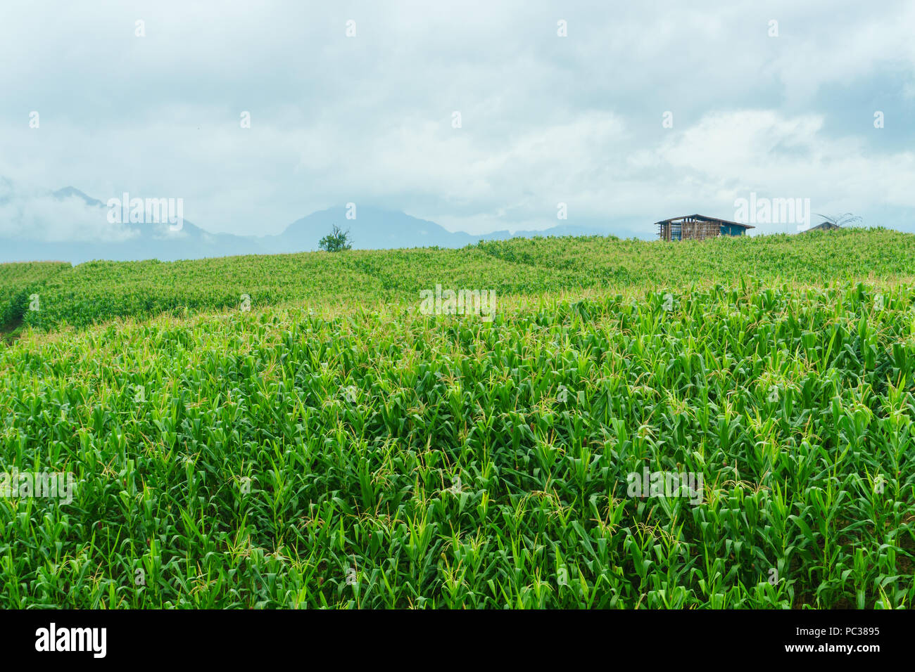 Electric pole in a field of green corn in a rainy season Stock Photo ...