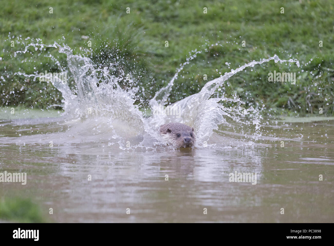 Eurasian Otter ( Lutra lutra) adult, jumping into water, Devon, England ...