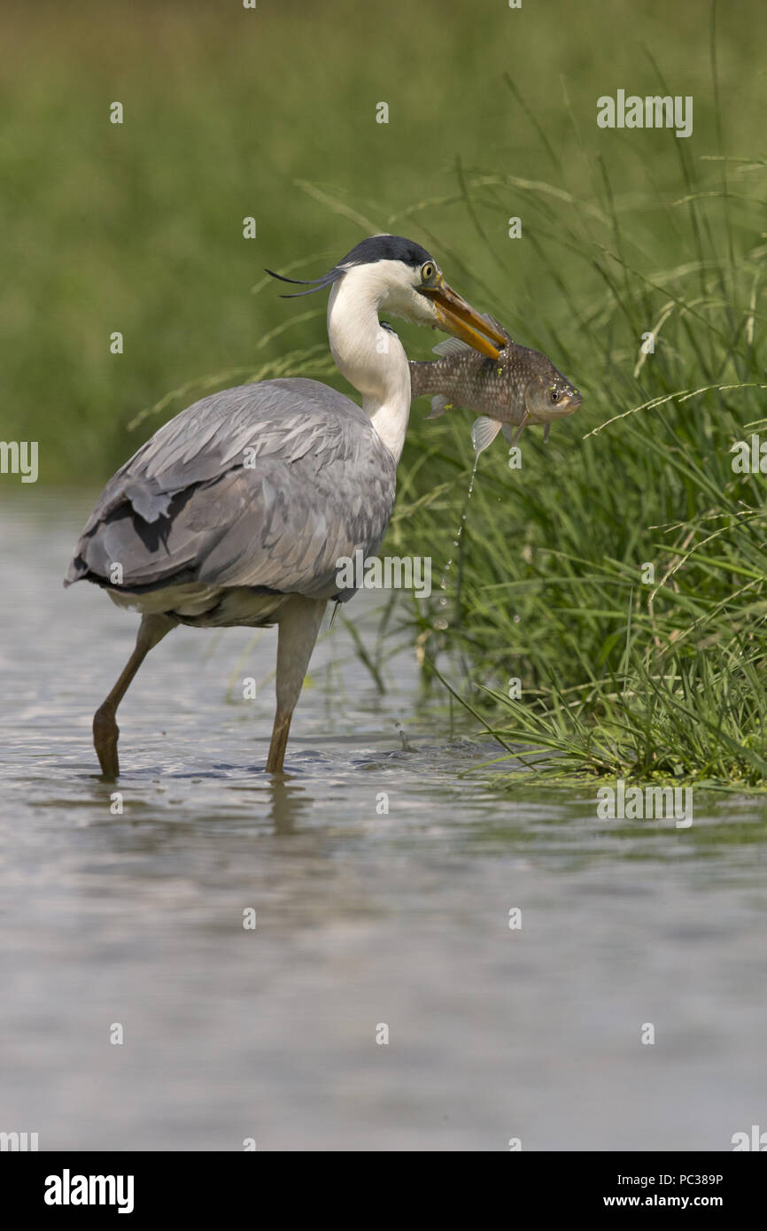 Fish stabbed hi-res stock photography and images - Alamy