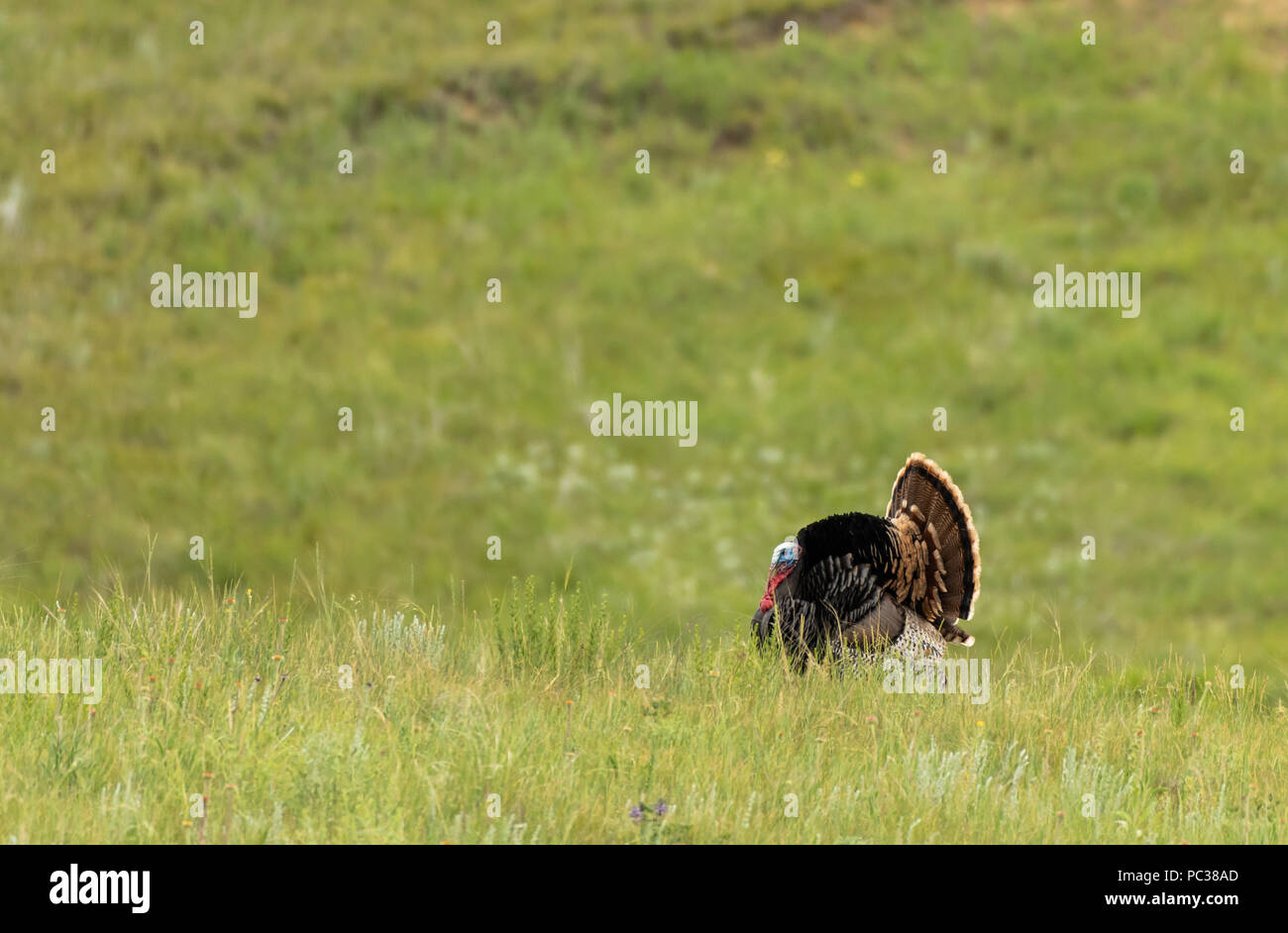 Wild turkey fanning hi-res stock photography and images - Alamy