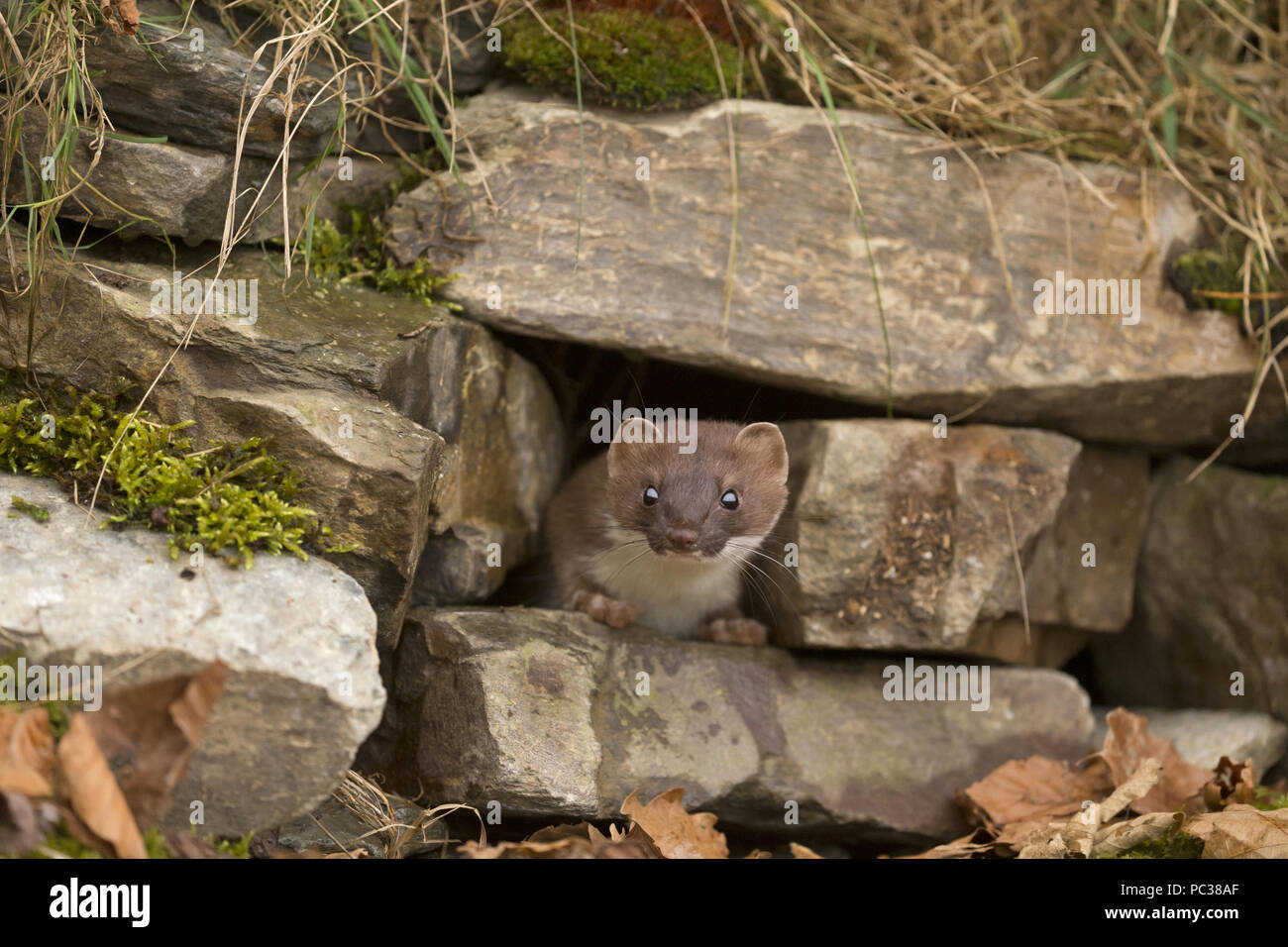 Stoats wall hi-res stock photography and images - Alamy